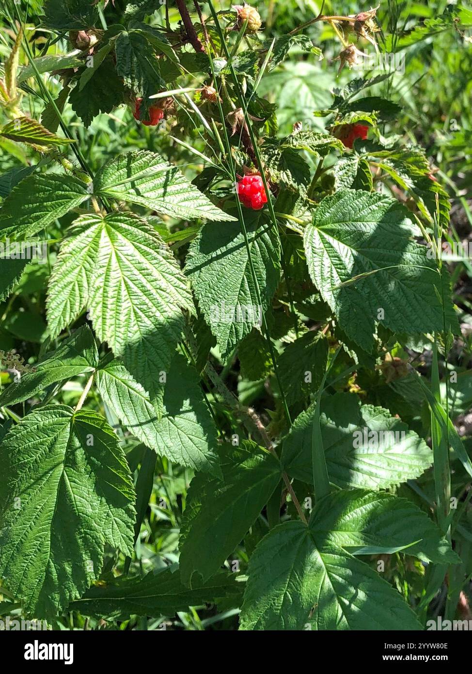 American red raspberry (Rubus idaeus strigosus Stock Photo - Alamy