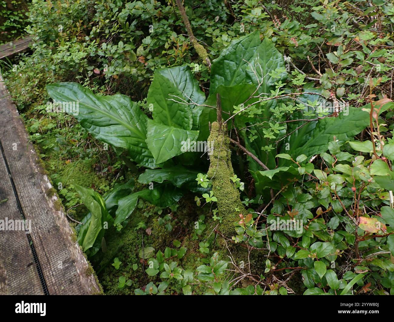 western skunk cabbage (Lysichiton americanus Stock Photo - Alamy