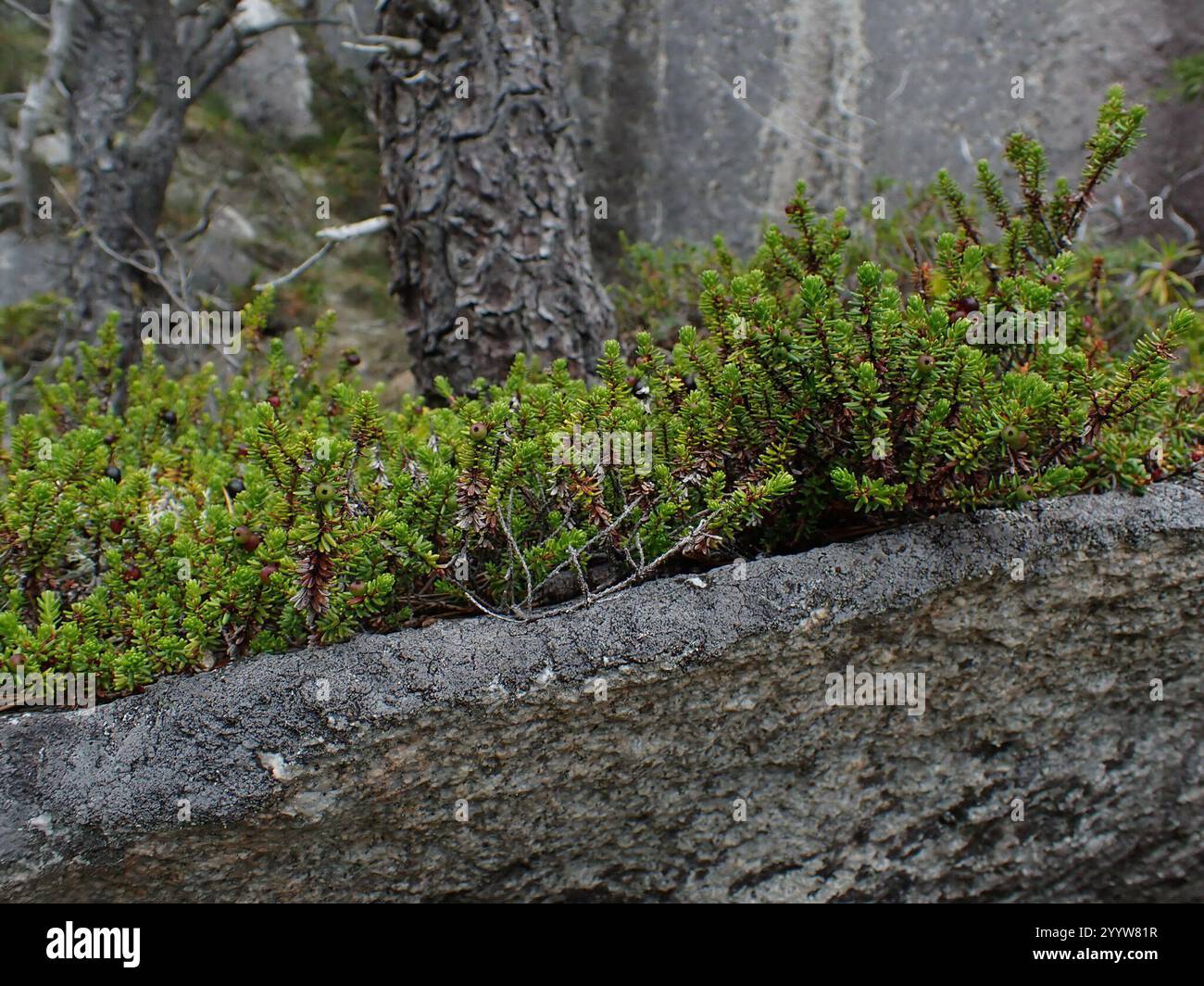 black crowberry (Empetrum nigrum Stock Photo - Alamy