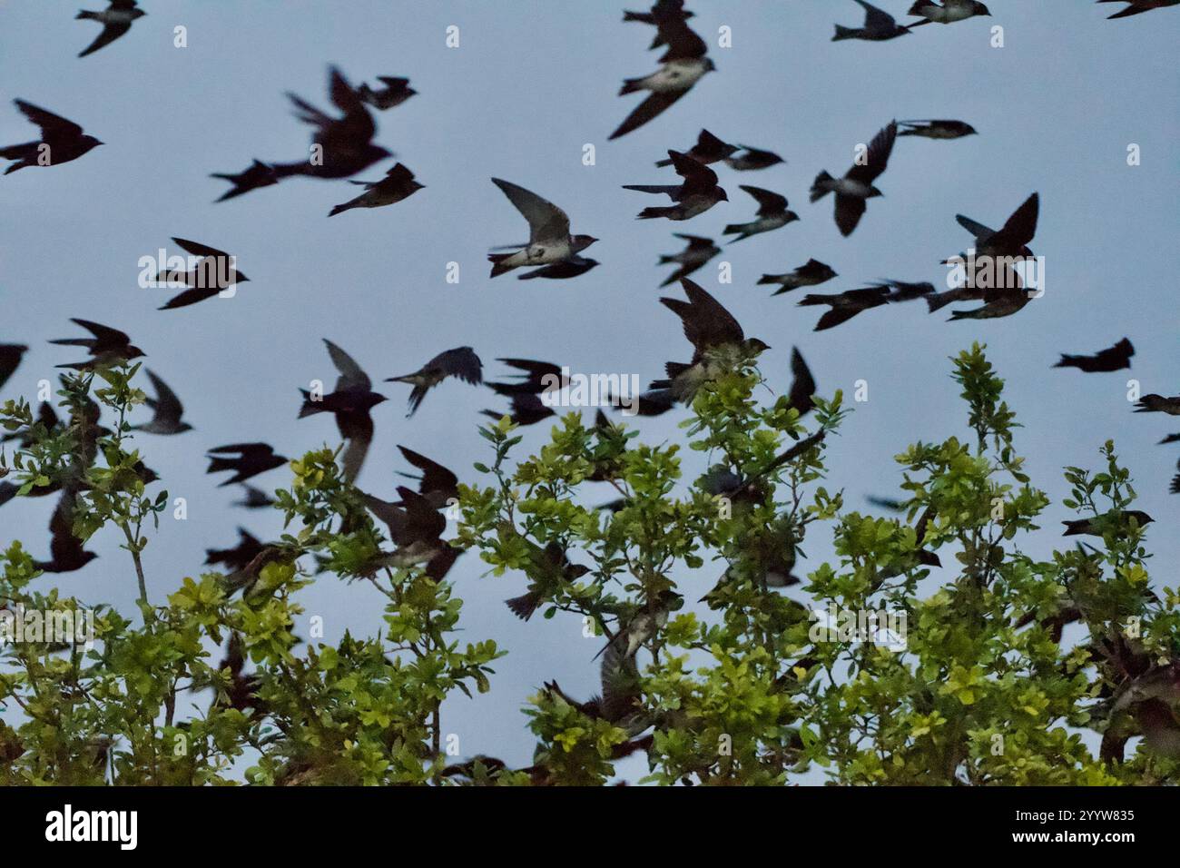 Purple Martin (Progne subis Stock Photo - Alamy