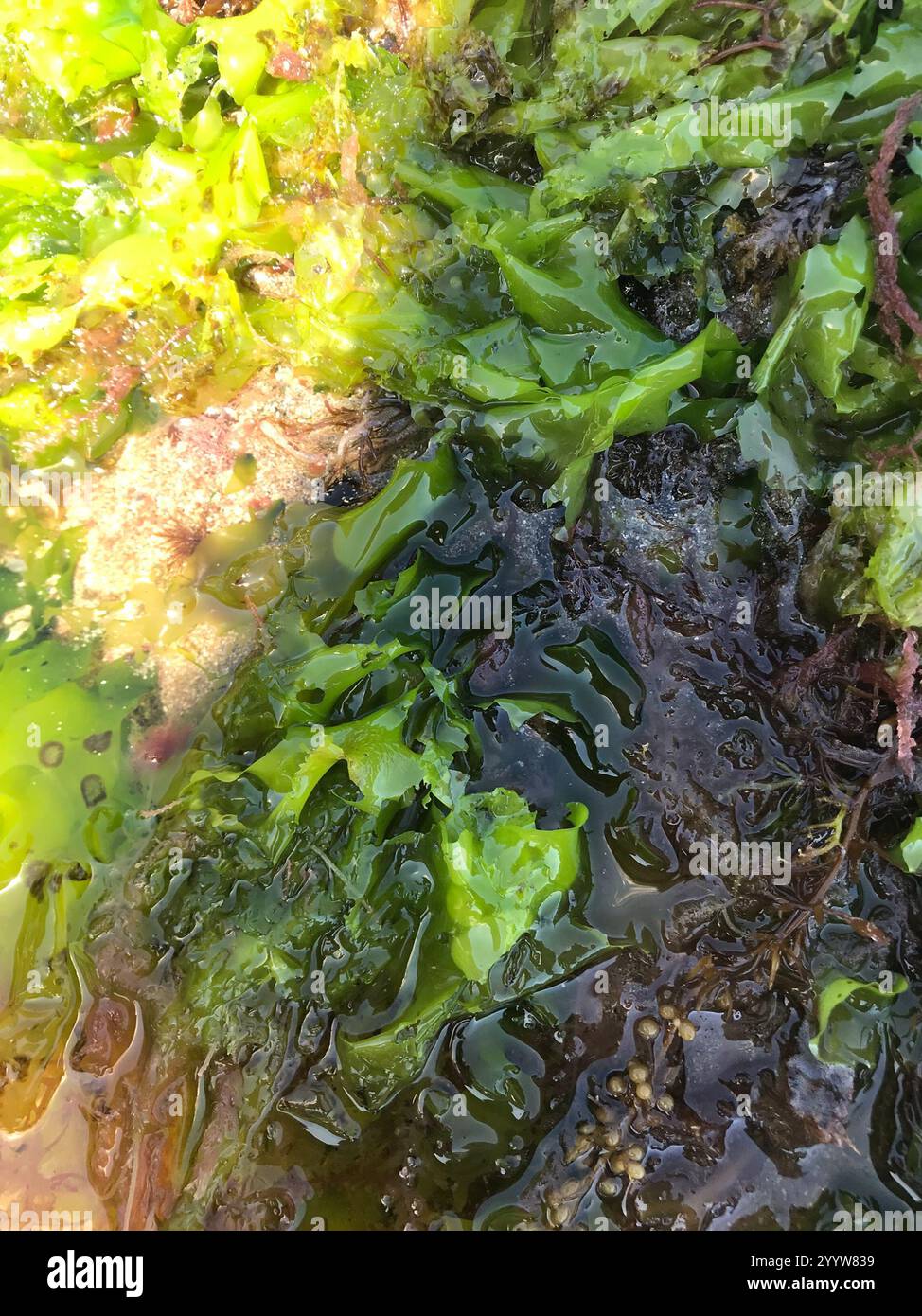 Broadleaf Sea Lettuce (Ulva lactuca Stock Photo - Alamy