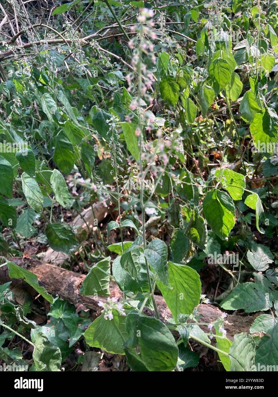 enchanter's-nightshade (Circaea lutetiana Stock Photo - Alamy