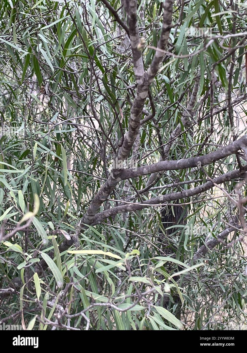 Wilga (Geijera parviflora Stock Photo - Alamy