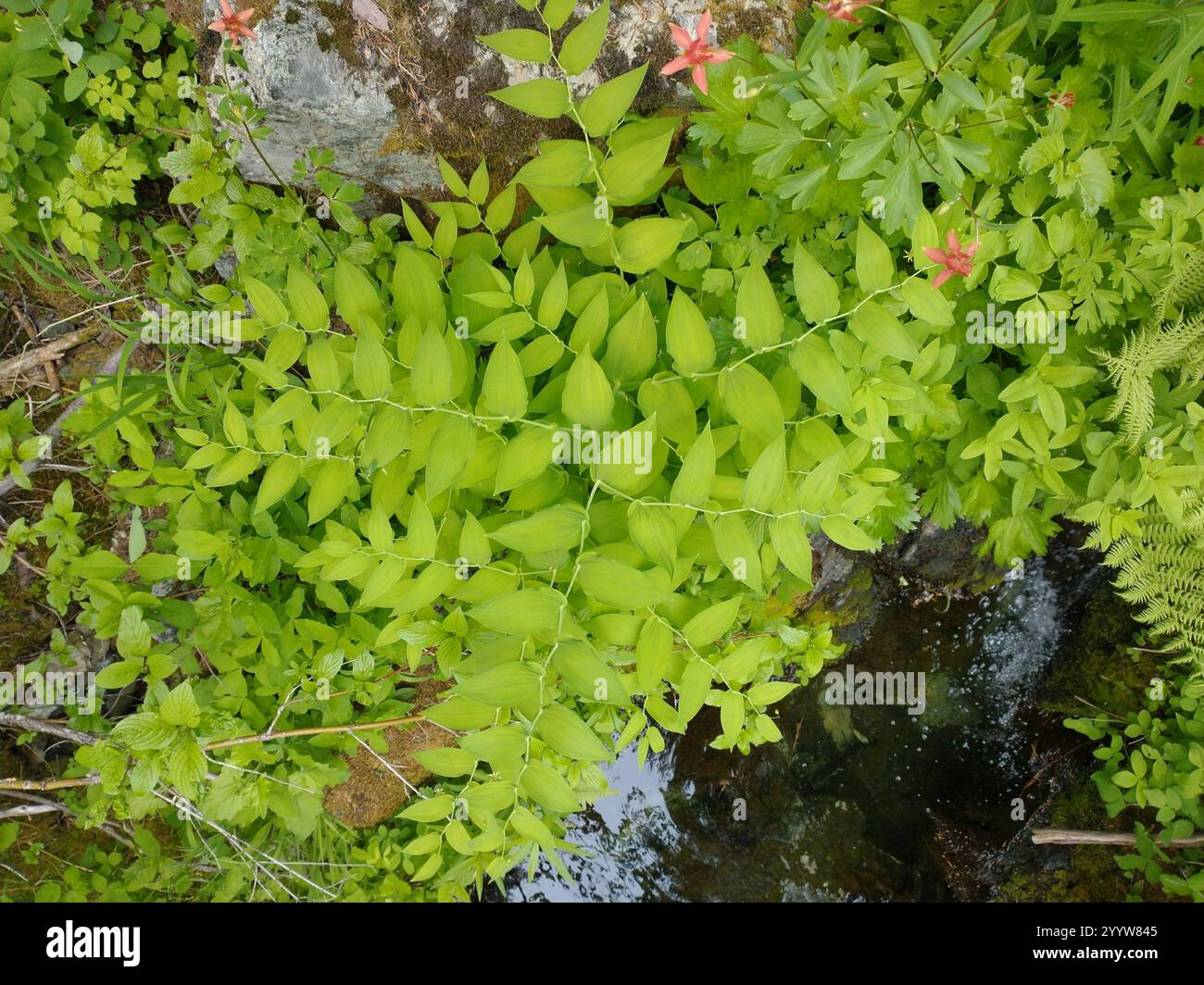 white twisted-stalk (Streptopus amplexifolius Stock Photo - Alamy