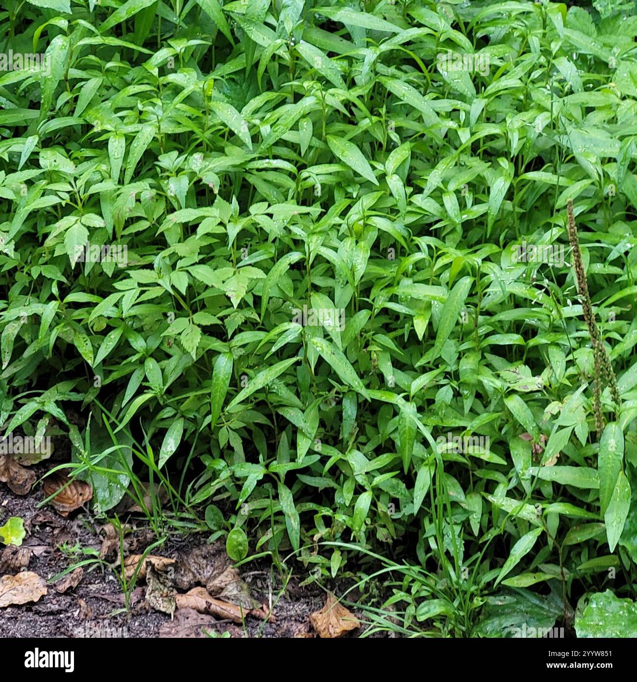 waterpepper (Persicaria hydropiper Stock Photo - Alamy