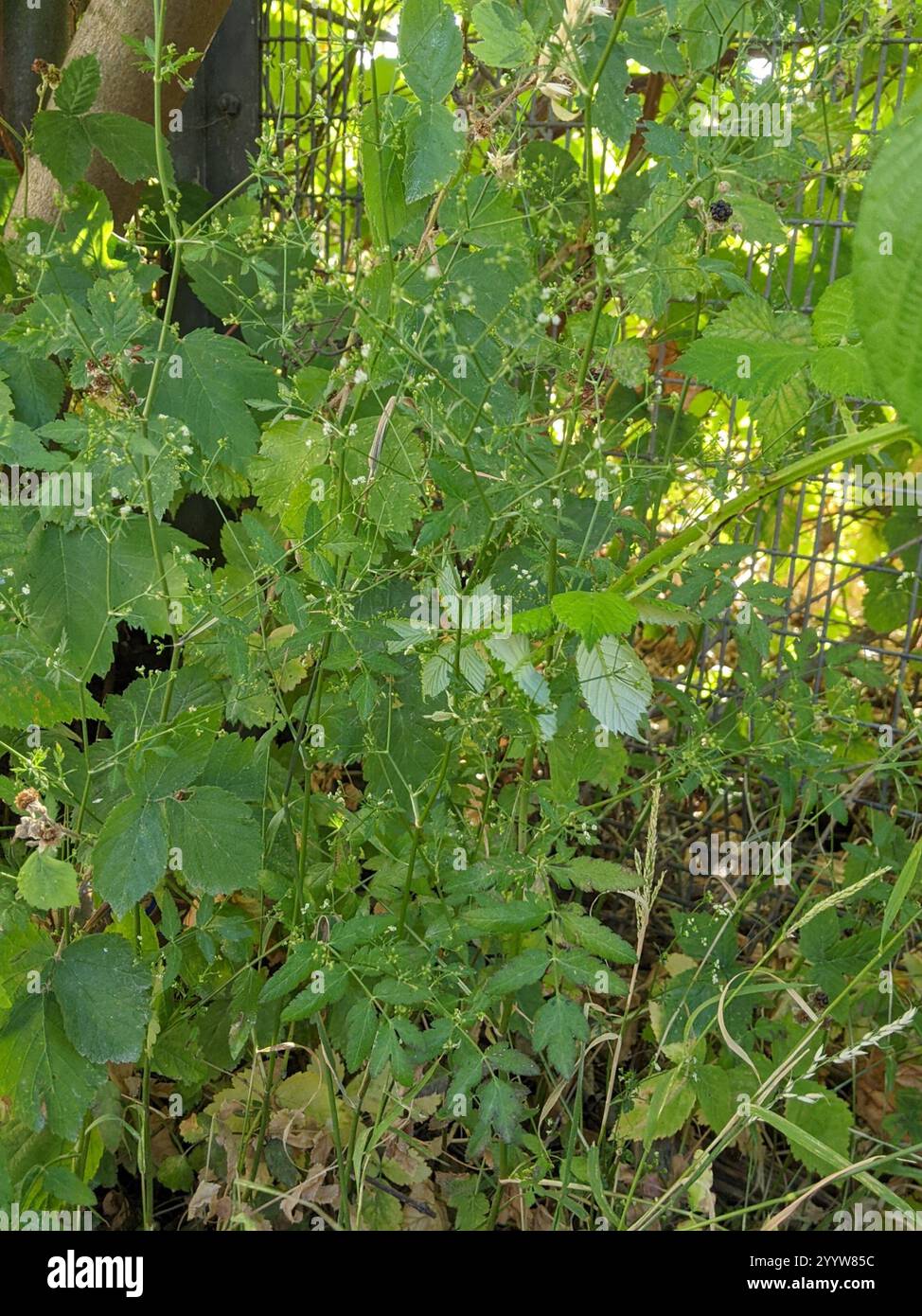 stone parsley (Sison amomum Stock Photo - Alamy