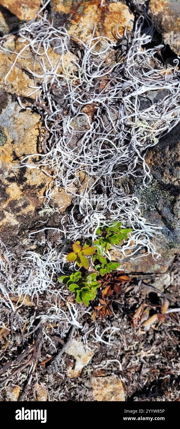 Whiteworm Lichen (Thamnolia vermicularis Stock Photo - Alamy