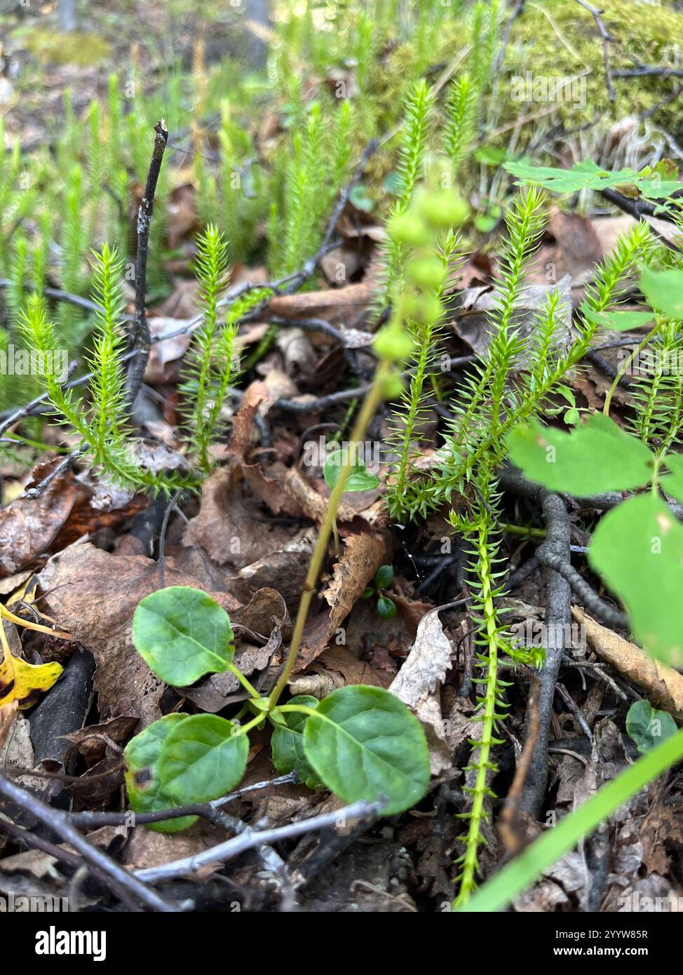 one-sided wintergreen (Orthilia secunda Stock Photo - Alamy