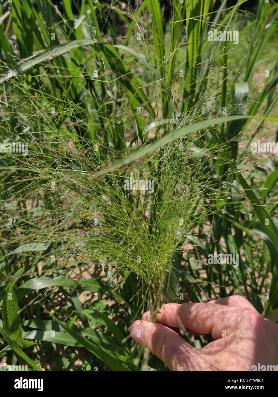 witch grass (Panicum capillare Stock Photo - Alamy