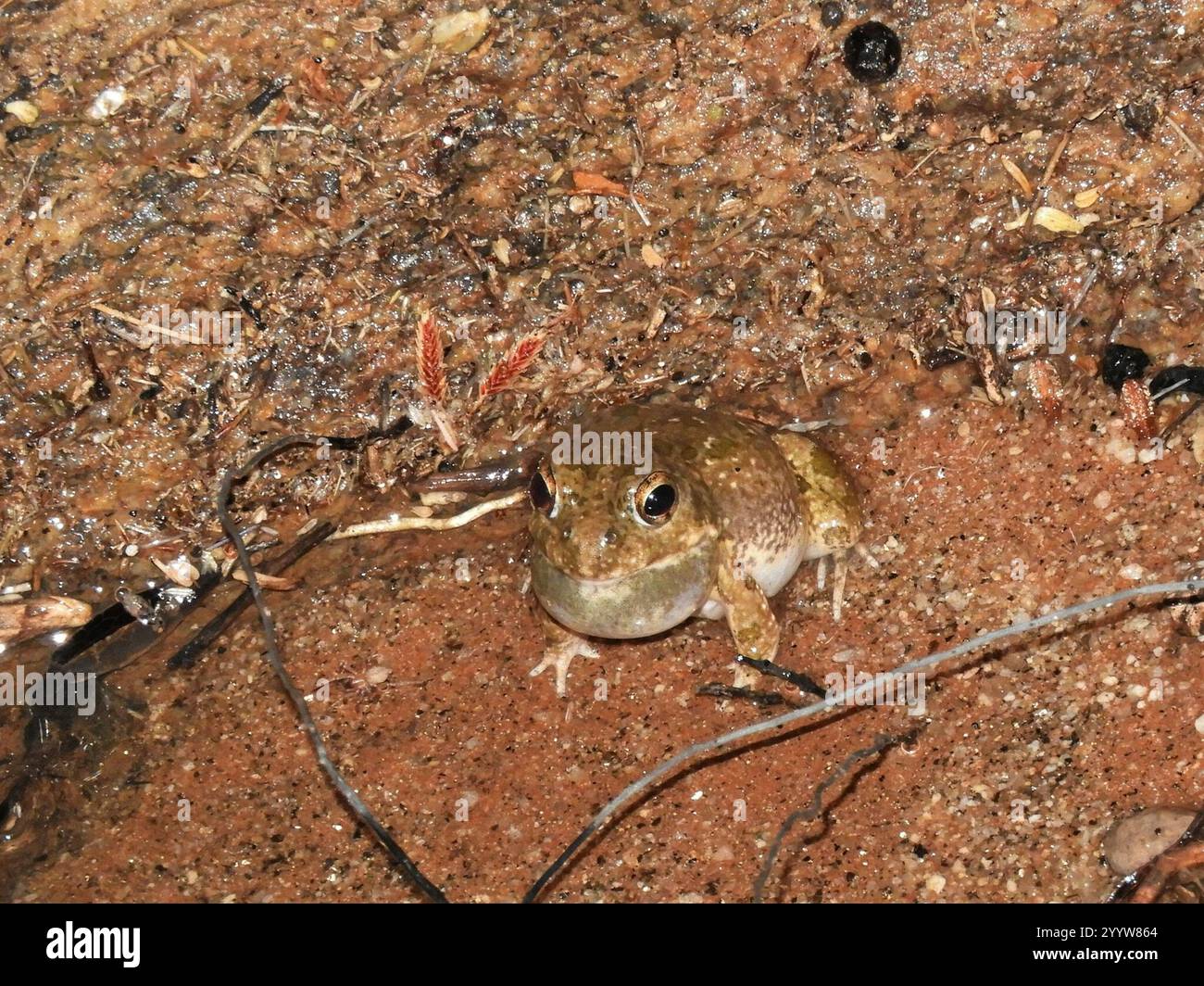Confused Sand Frog Complex (Tomopterna tandyi Stock Photo - Alamy