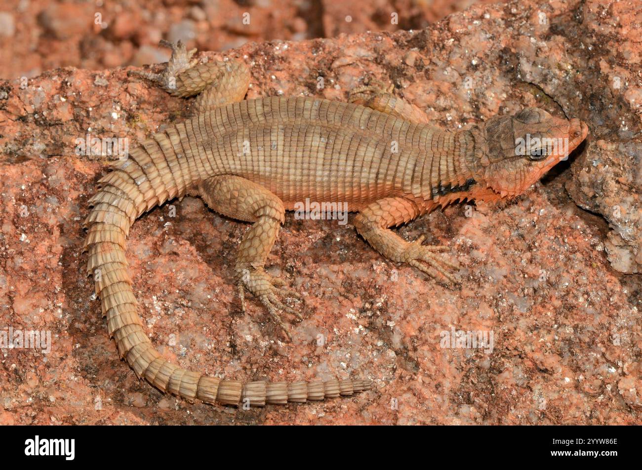 Karoo Girdled Lizard (Karusasaurus polyzonus Stock Photo - Alamy