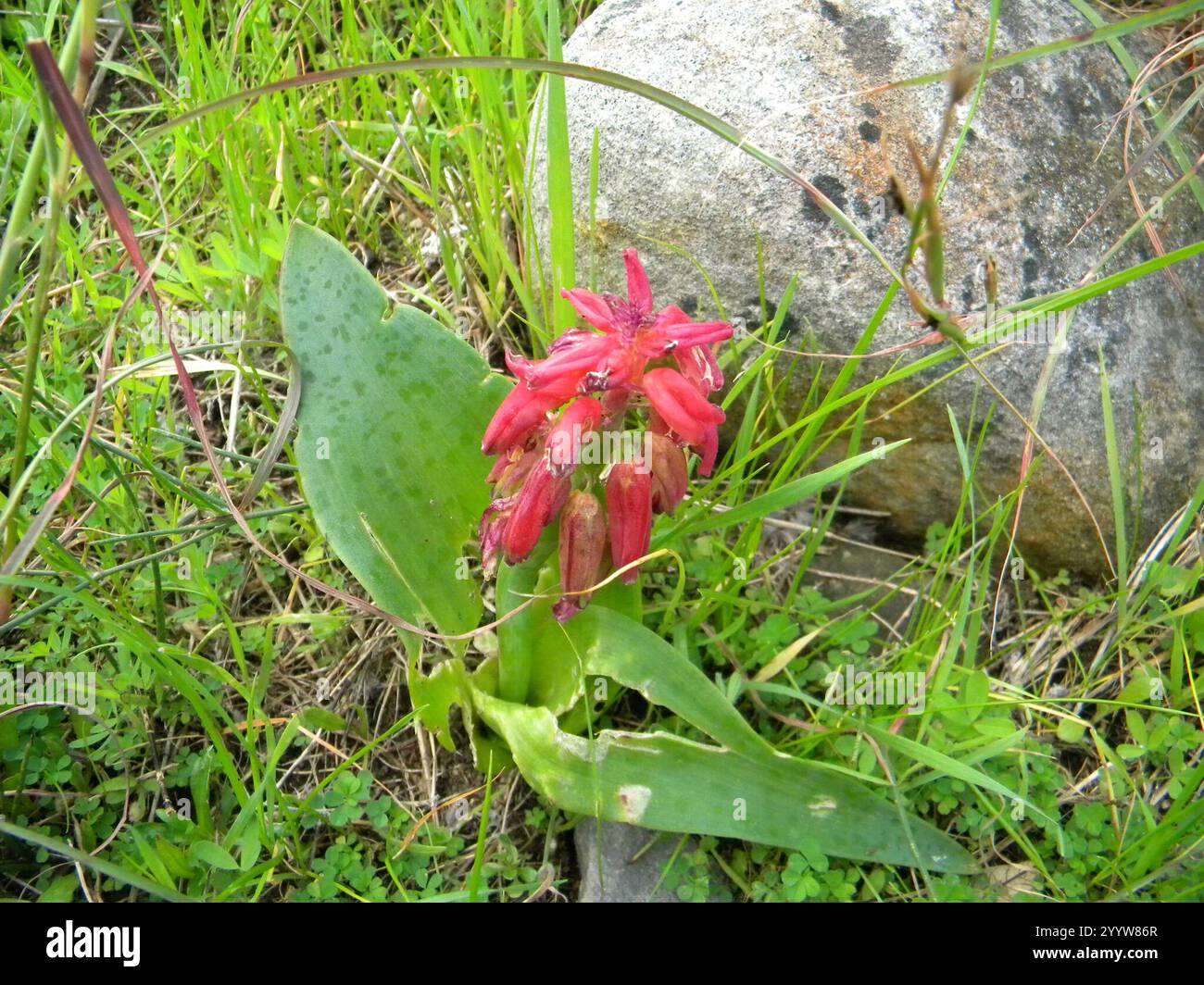 Red Viooltjie (Lachenalia bulbifera Stock Photo - Alamy