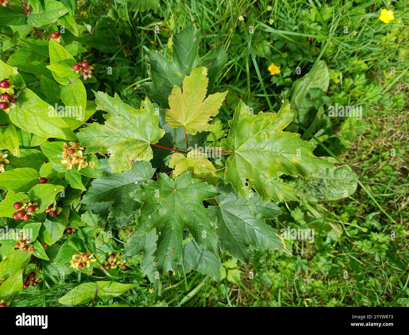 sycamore maple (Acer pseudoplatanus Stock Photo - Alamy