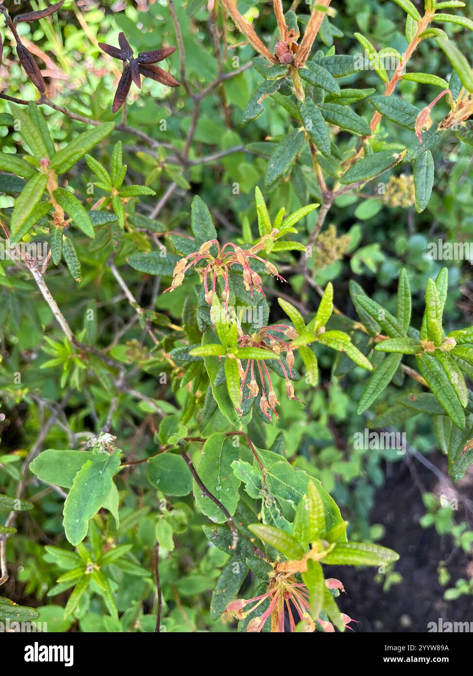 Bog Labrador Tea (Rhododendron groenlandicum Stock Photo - Alamy