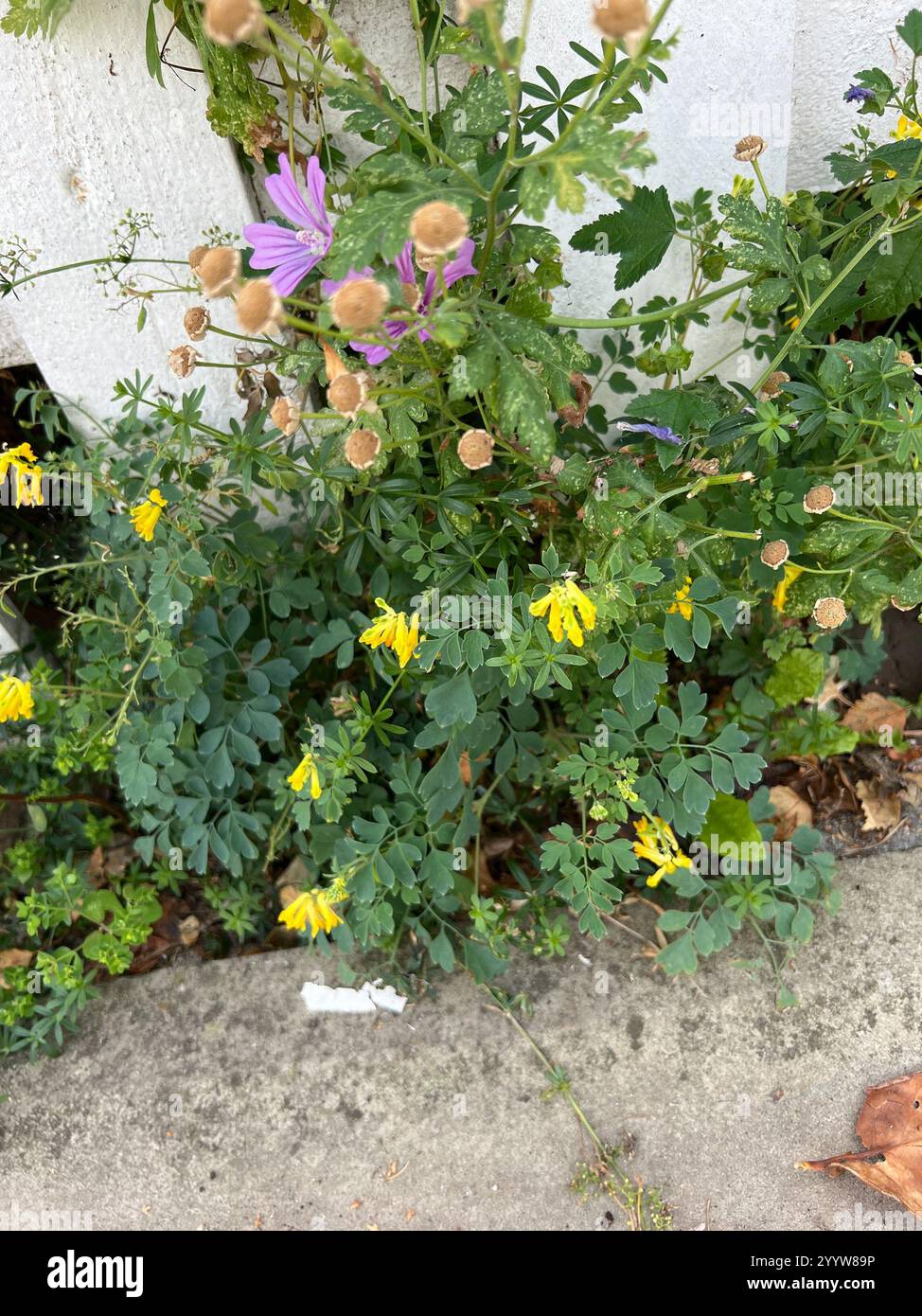 Yellow Fumitory (Pseudofumaria lutea Stock Photo - Alamy
