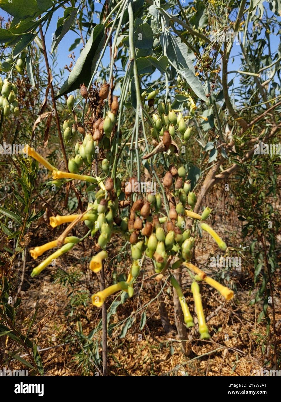tree tobacco (Nicotiana glauca Stock Photo - Alamy