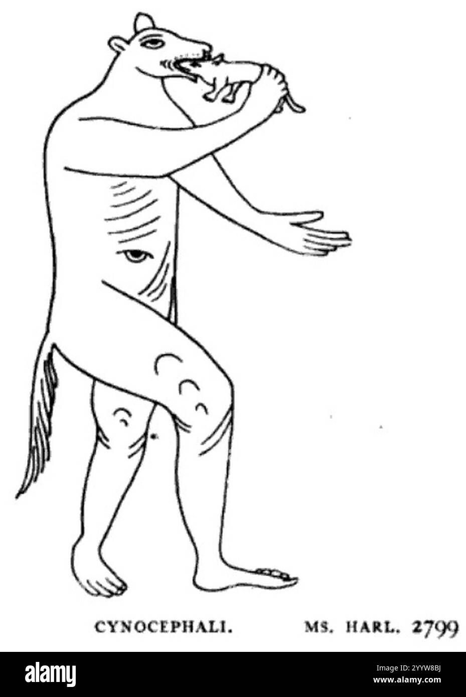 Cynocephali Black and White Stock Photos & Images - Alamy