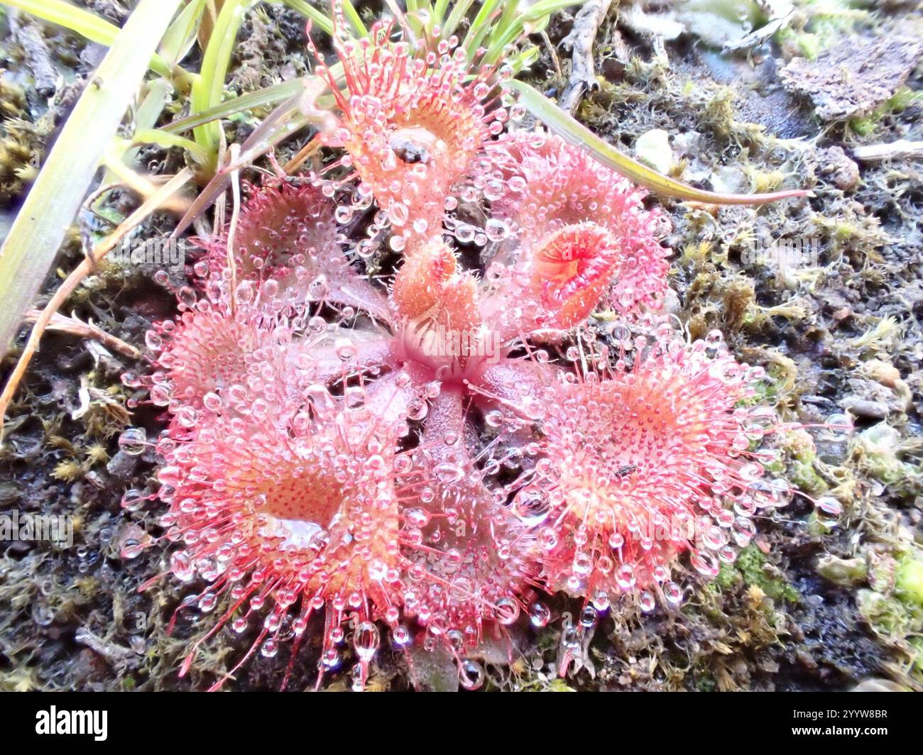 tropical sundew (Drosera burmanni Stock Photo - Alamy