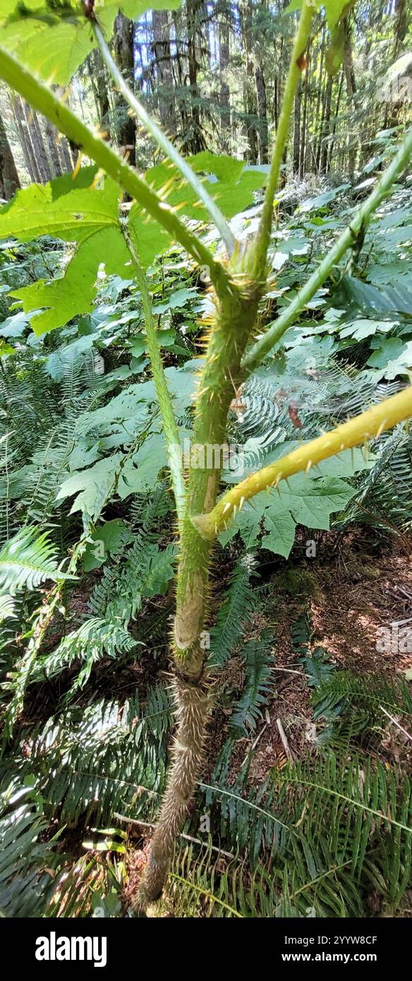 Devil's Club (Oplopanax horridus Stock Photo - Alamy