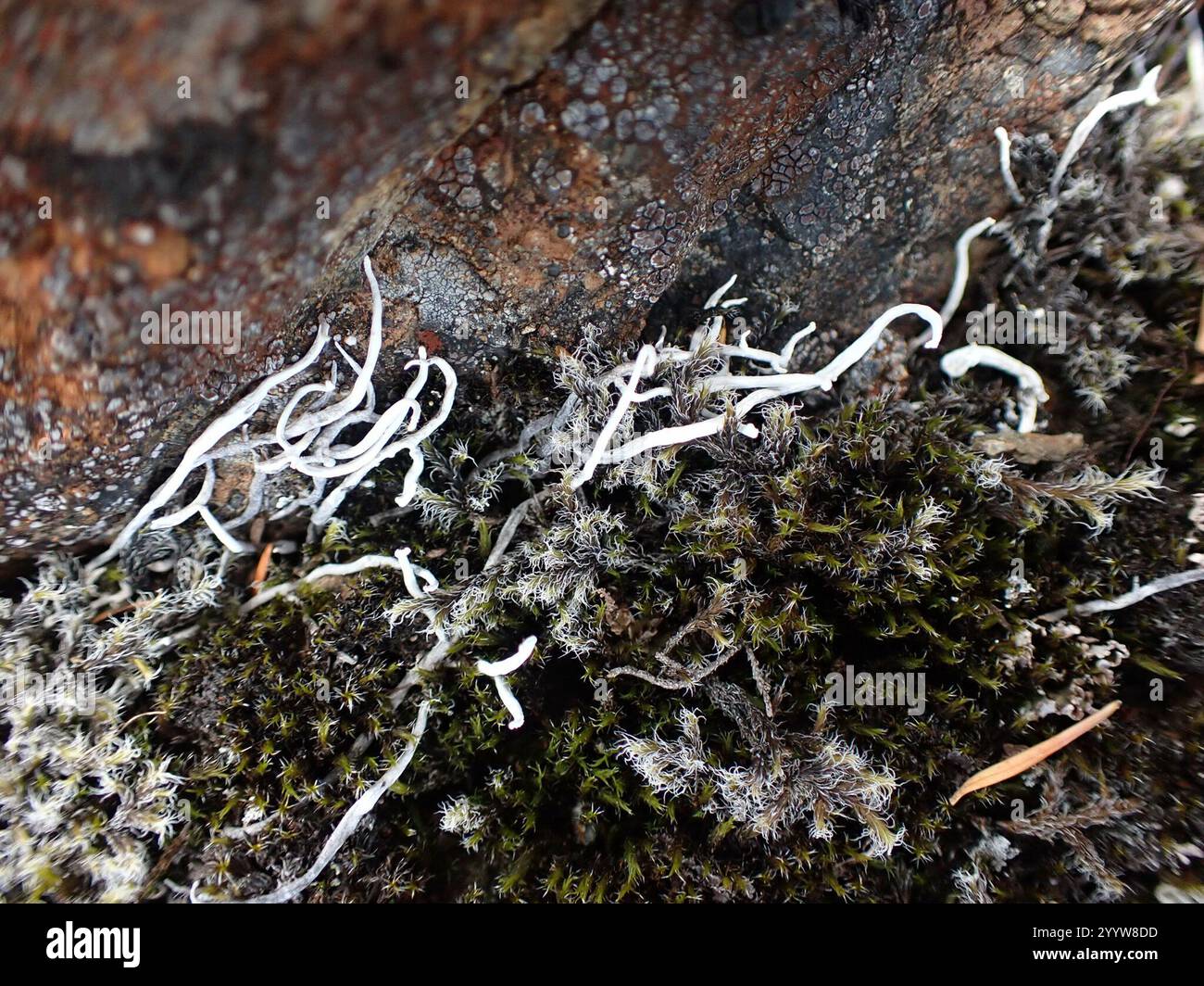 Whiteworm Lichen (Thamnolia vermicularis Stock Photo - Alamy