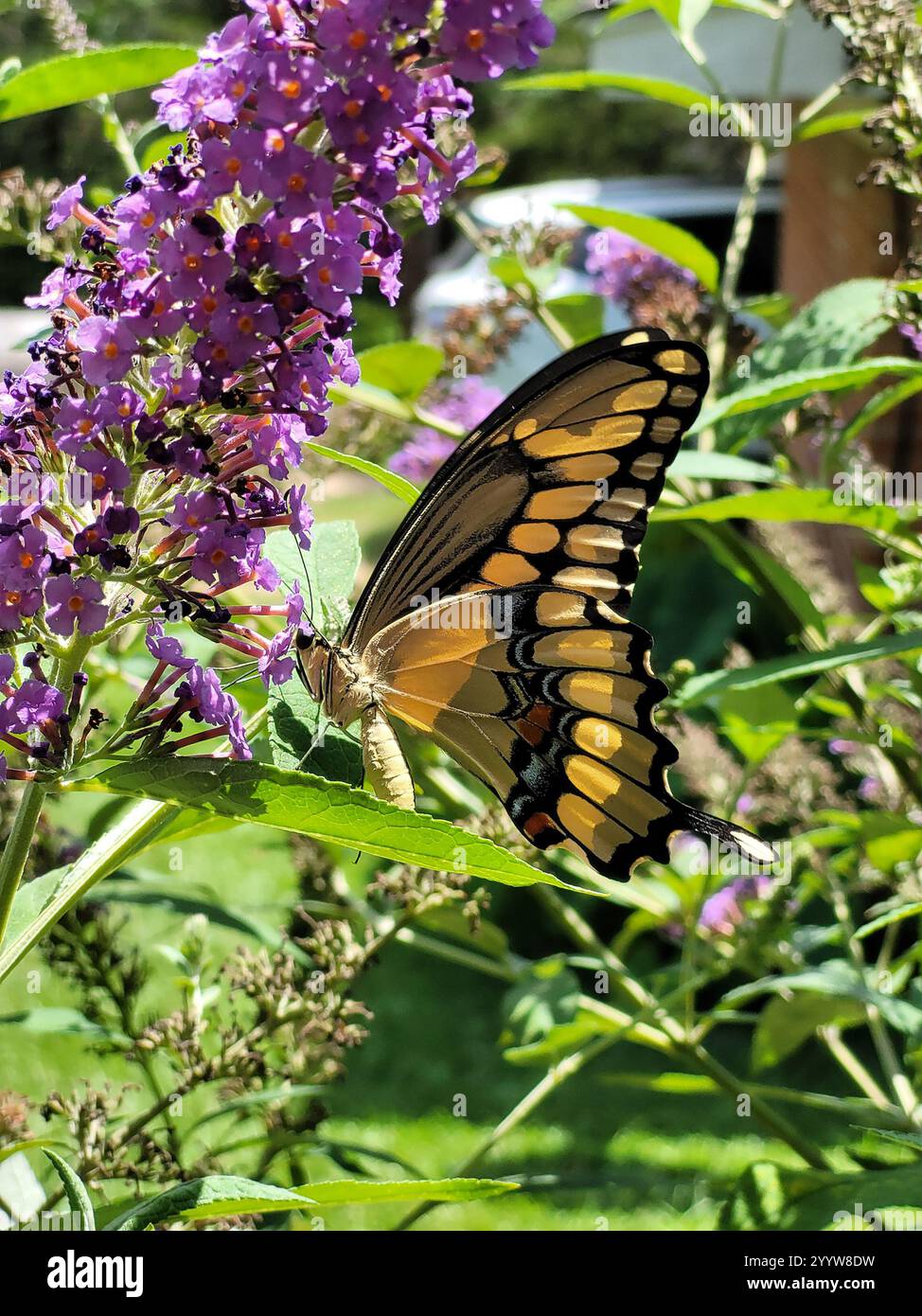 Eastern Giant Swallowtail (Heraclides cresphontes Stock Photo - Alamy