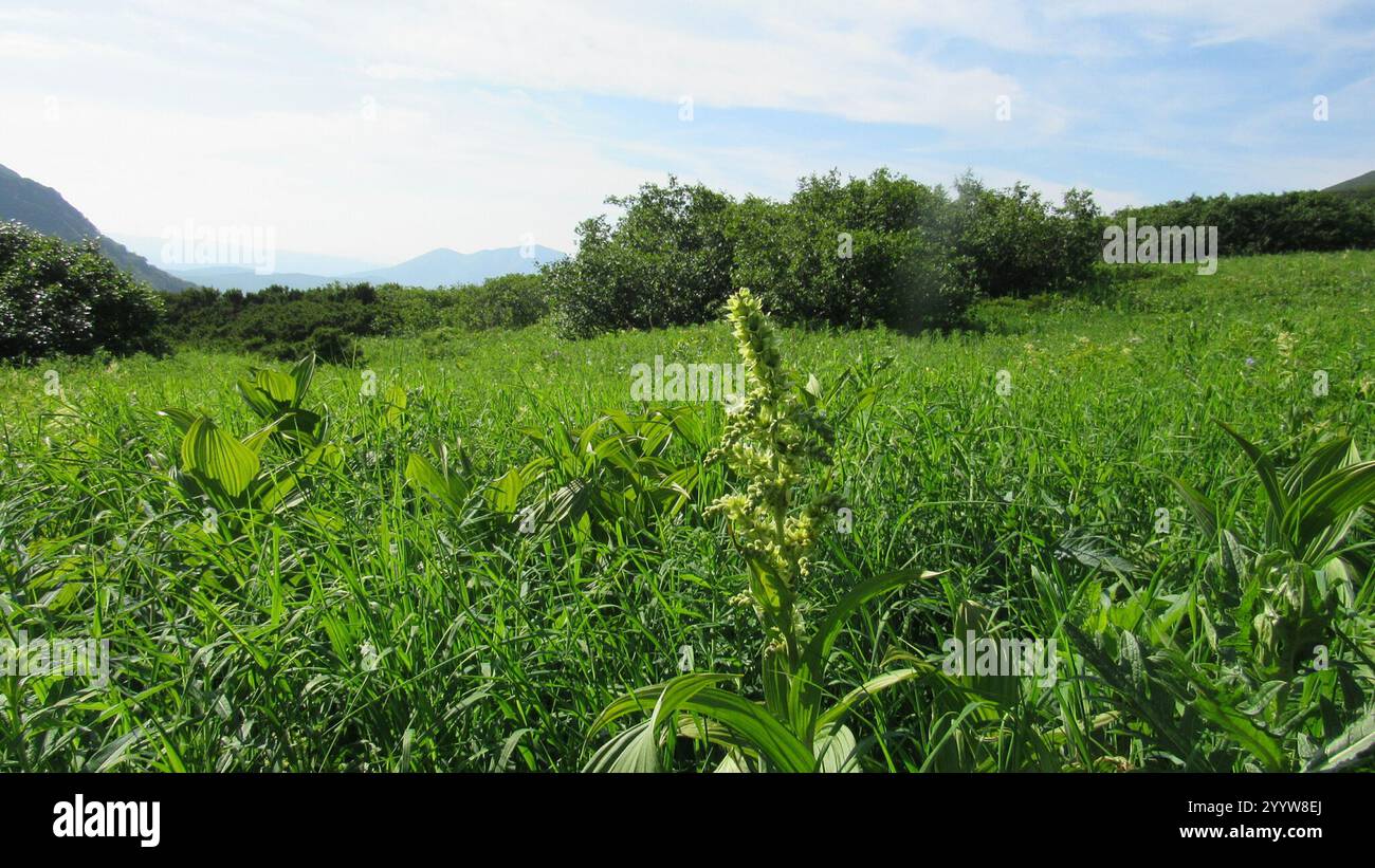 white false hellebore (Veratrum oxysepalum Stock Photo - Alamy