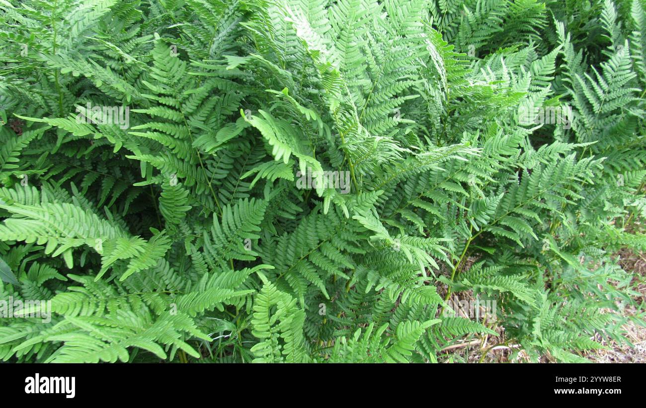 (Pteridium latiusculum japonicum Stock Photo - Alamy