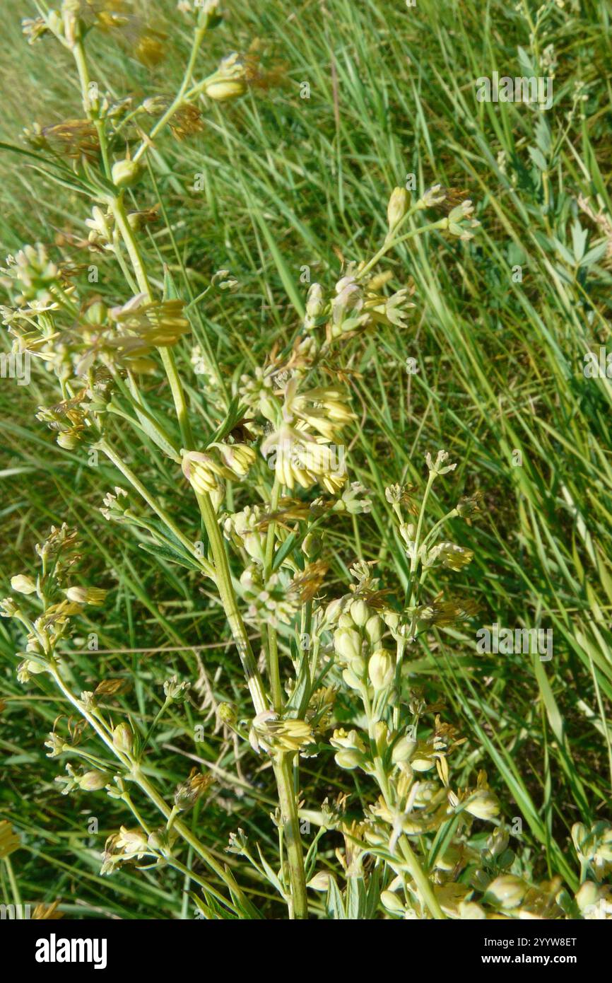 Common Meadow-rue (Thalictrum flavum Stock Photo - Alamy