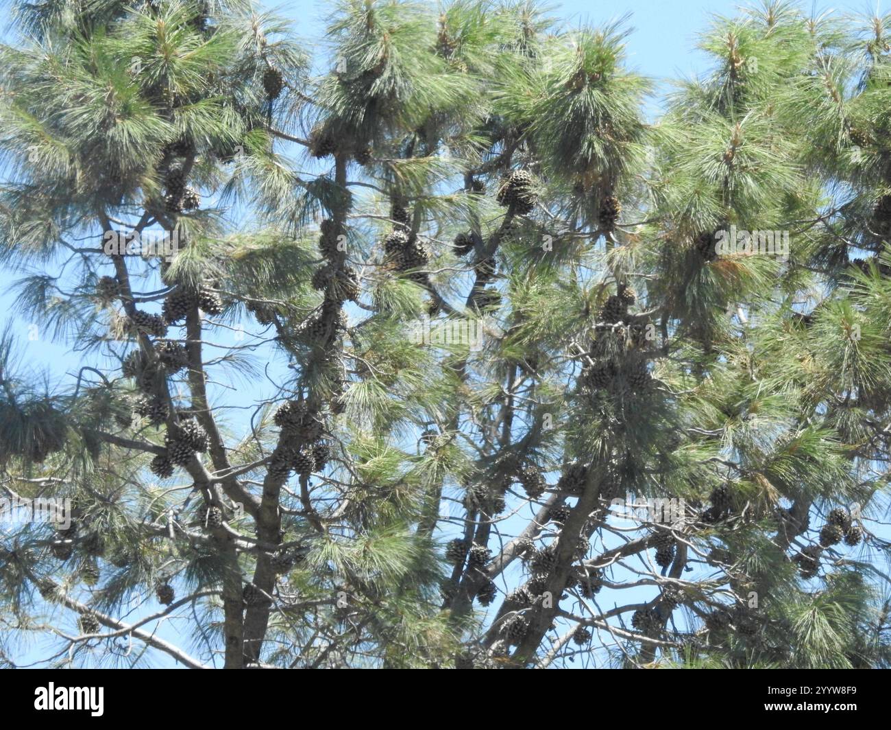 knobcone pine (Pinus attenuata Stock Photo - Alamy