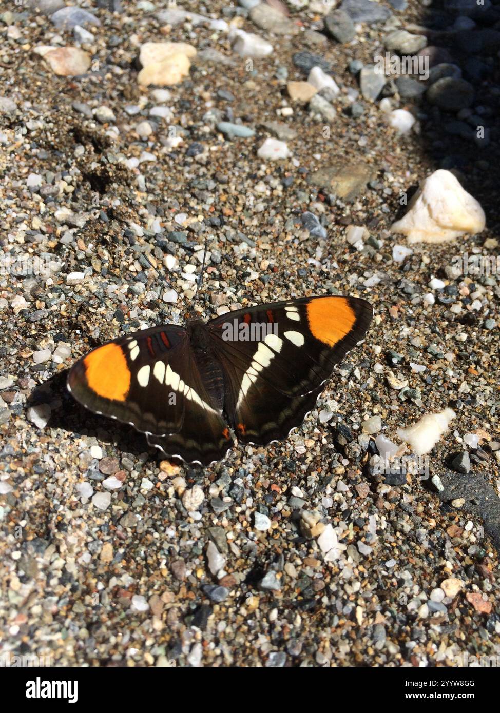 California Sister (Adelpha californica Stock Photo - Alamy
