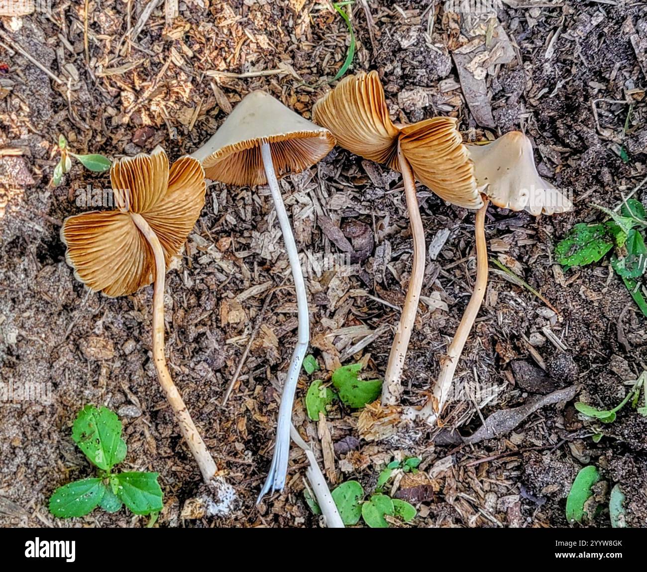milky conecap (Conocybe apala Stock Photo - Alamy