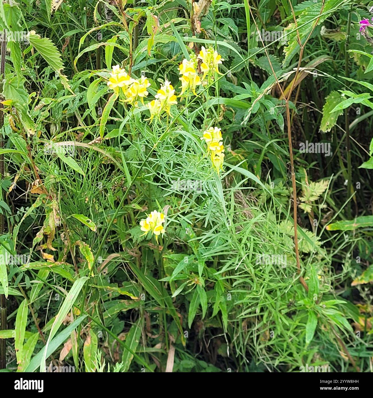 common toadflax (Linaria vulgaris Stock Photo - Alamy