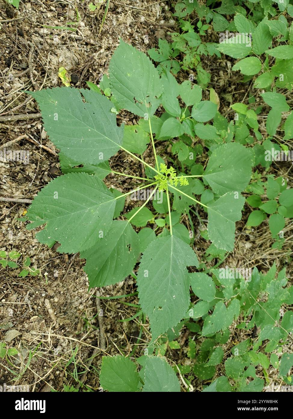 wood nettle (Laportea canadensis Stock Photo - Alamy