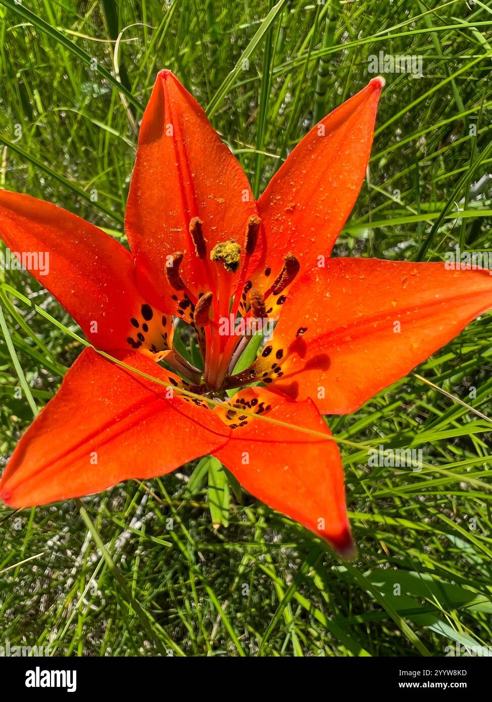 Wood Lily (Lilium philadelphicum Stock Photo - Alamy