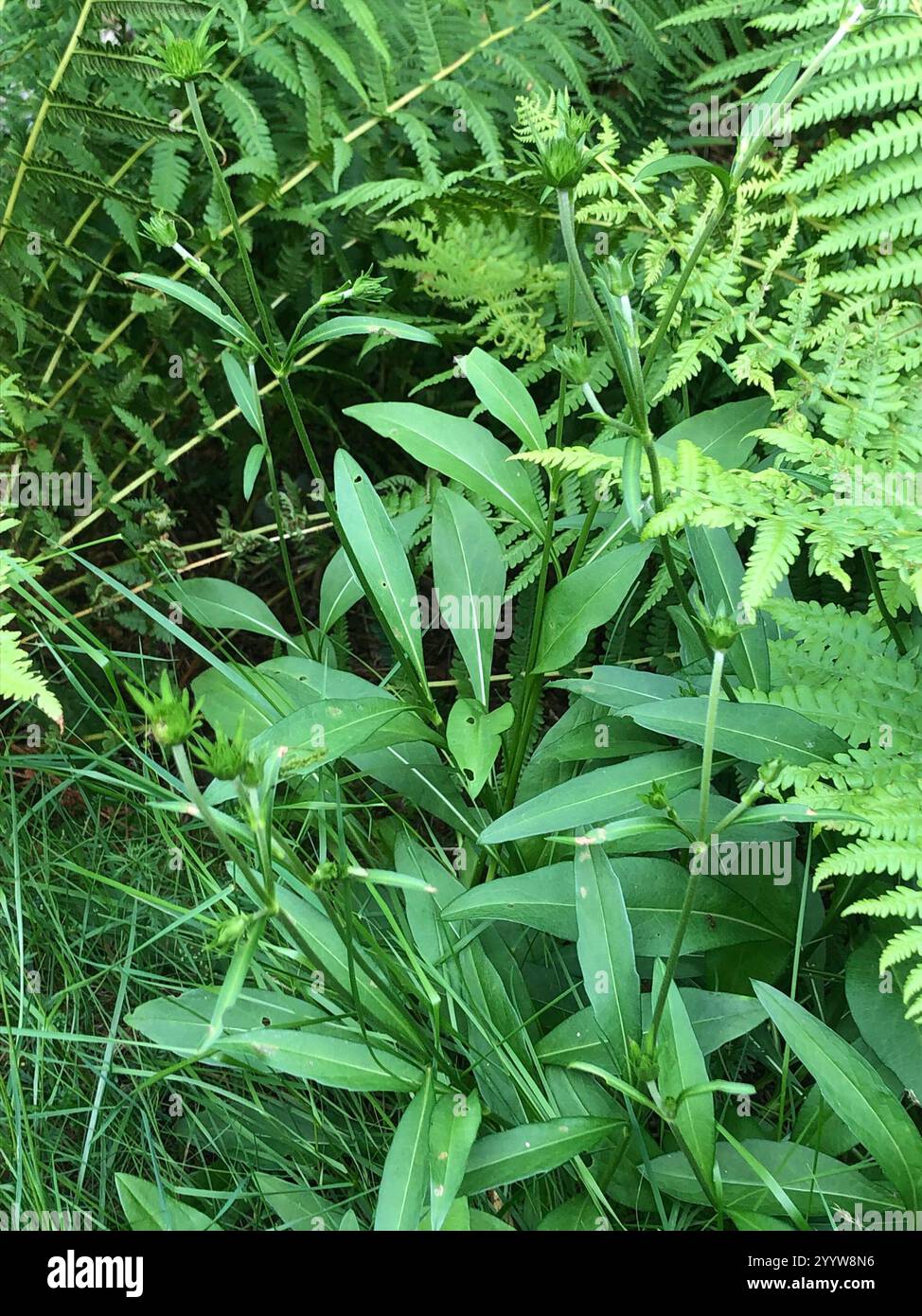 Devil's-bit Scabious (Succisa pratensis Stock Photo - Alamy