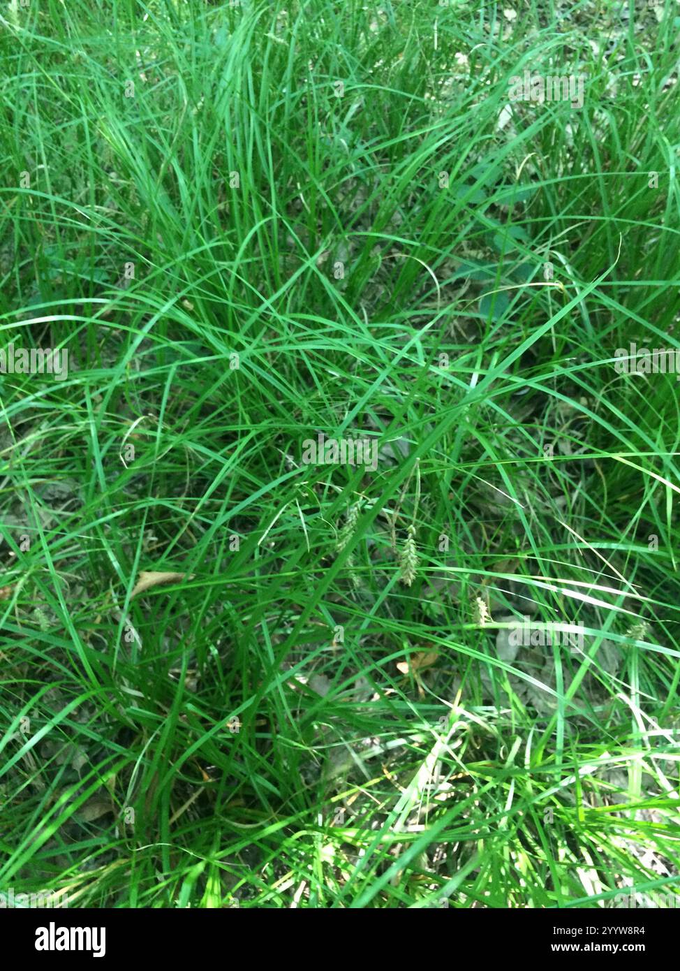 Cherokee sedge (Carex cherokeensis Stock Photo - Alamy