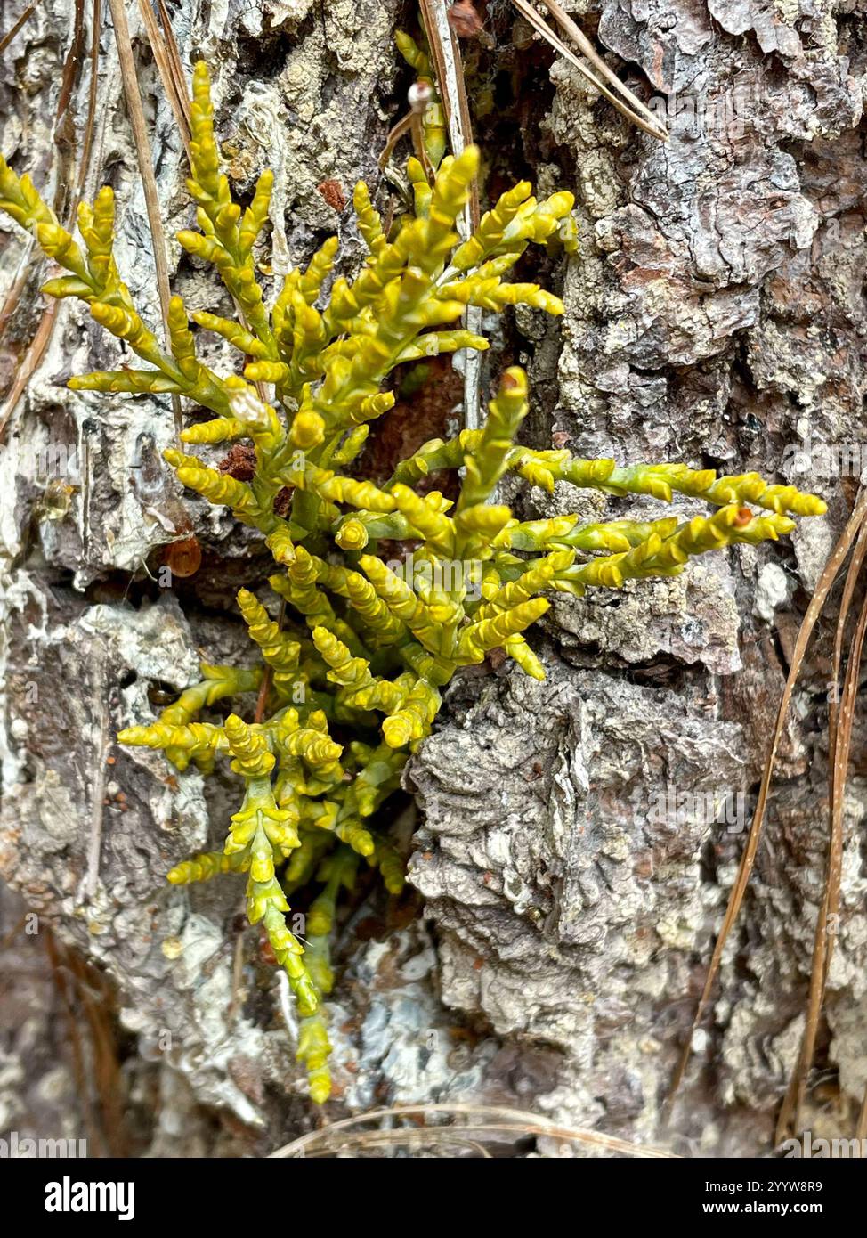 Dwarf mistletoe hi-res stock photography and images - Alamy