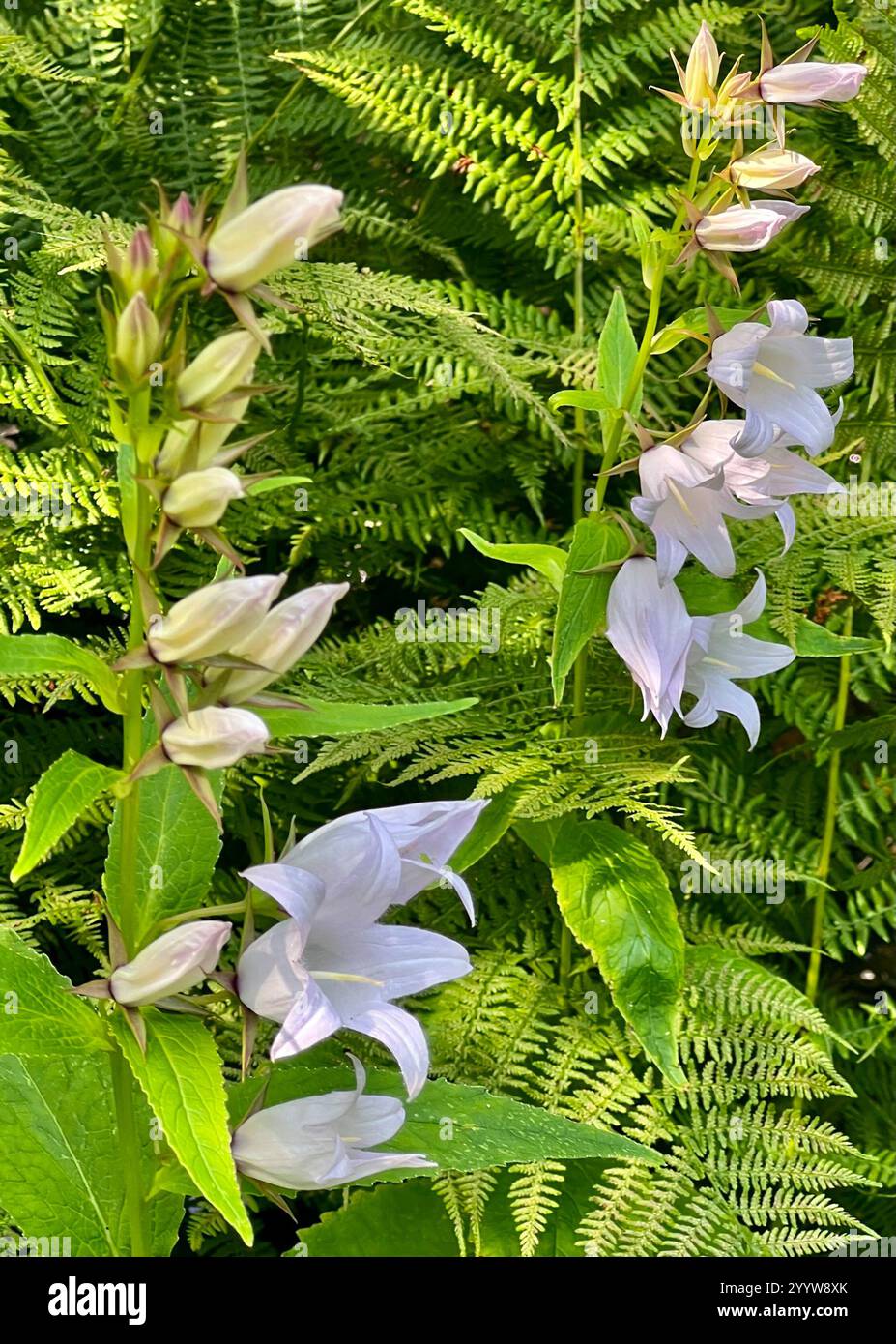 Giant Bellflower (Campanula latifolia Stock Photo - Alamy