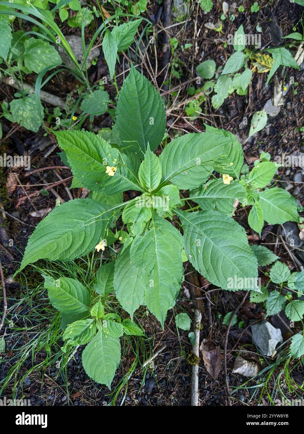 small balsam (Impatiens parviflora Stock Photo - Alamy