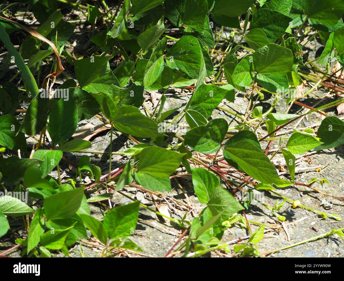 creole-bean (Vigna reflexopilosa Stock Photo - Alamy