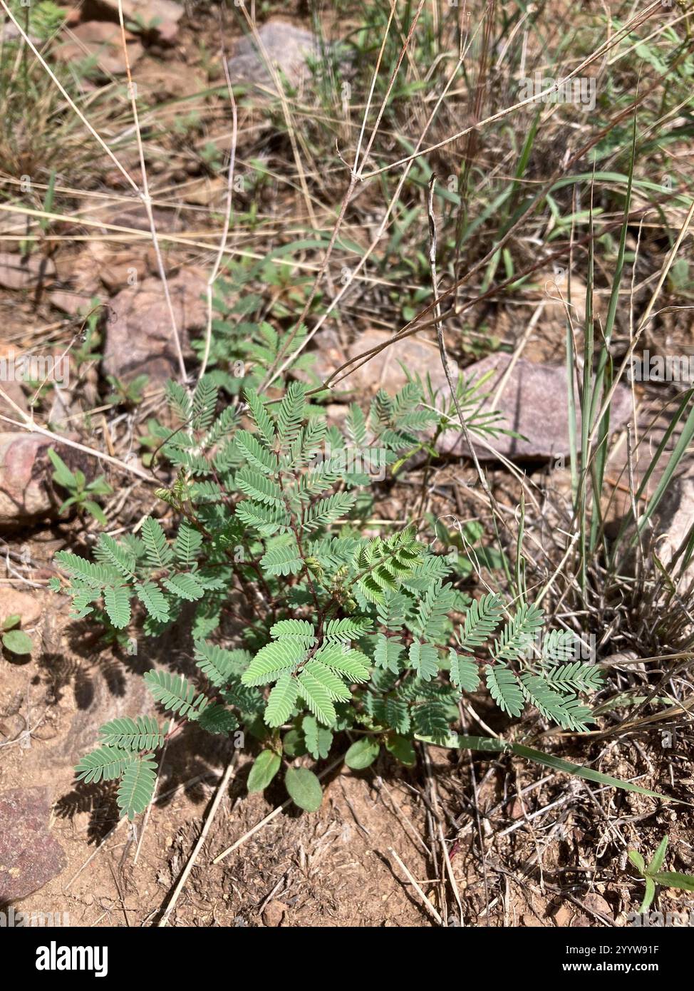 Acacia angustissima hi-res stock photography and images - Alamy