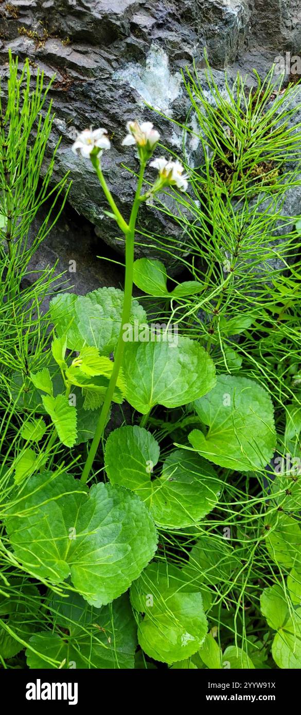 Deer-cabbage (Nephrophyllidium crista-galli Stock Photo - Alamy