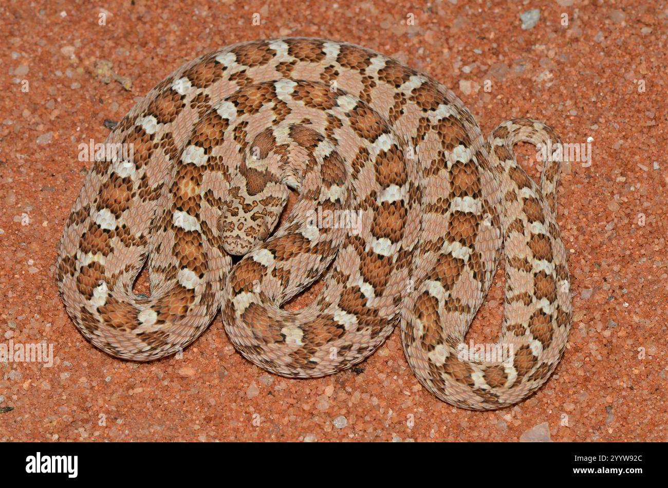 Egg-eating Snake (Dasypeltis scabra Stock Photo - Alamy