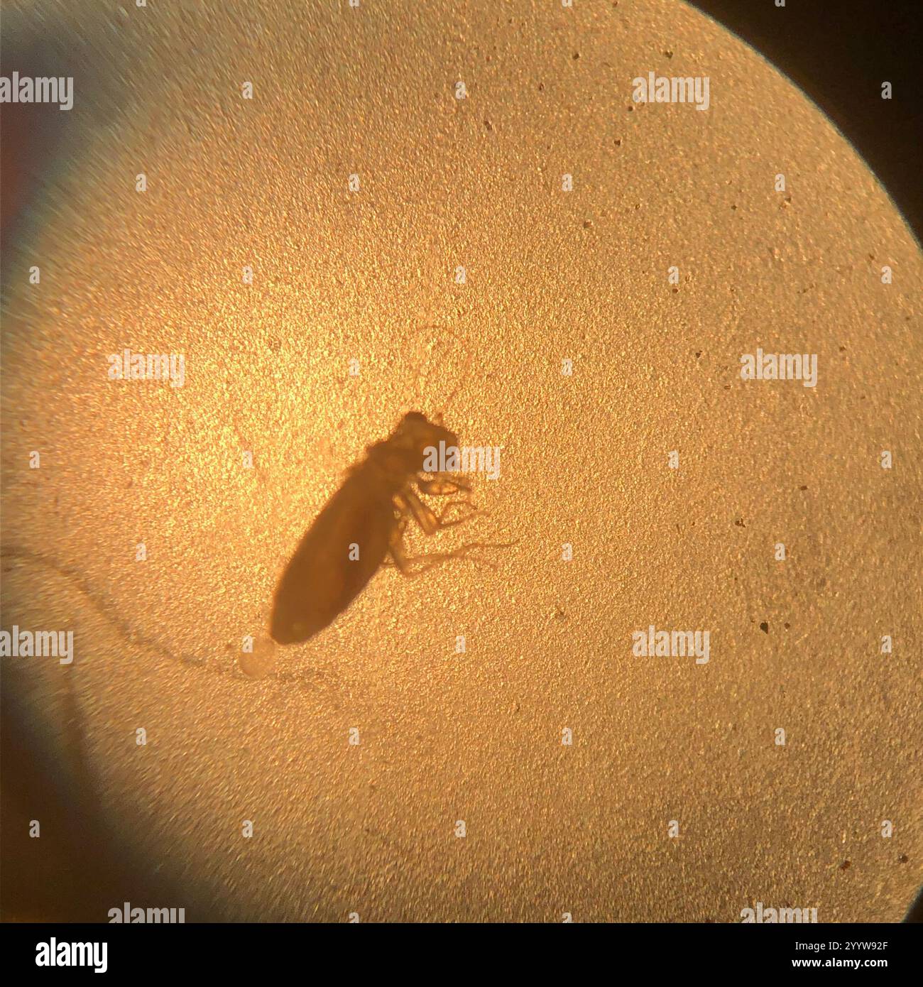 Granary Booklice (Trogiidae Stock Photo - Alamy