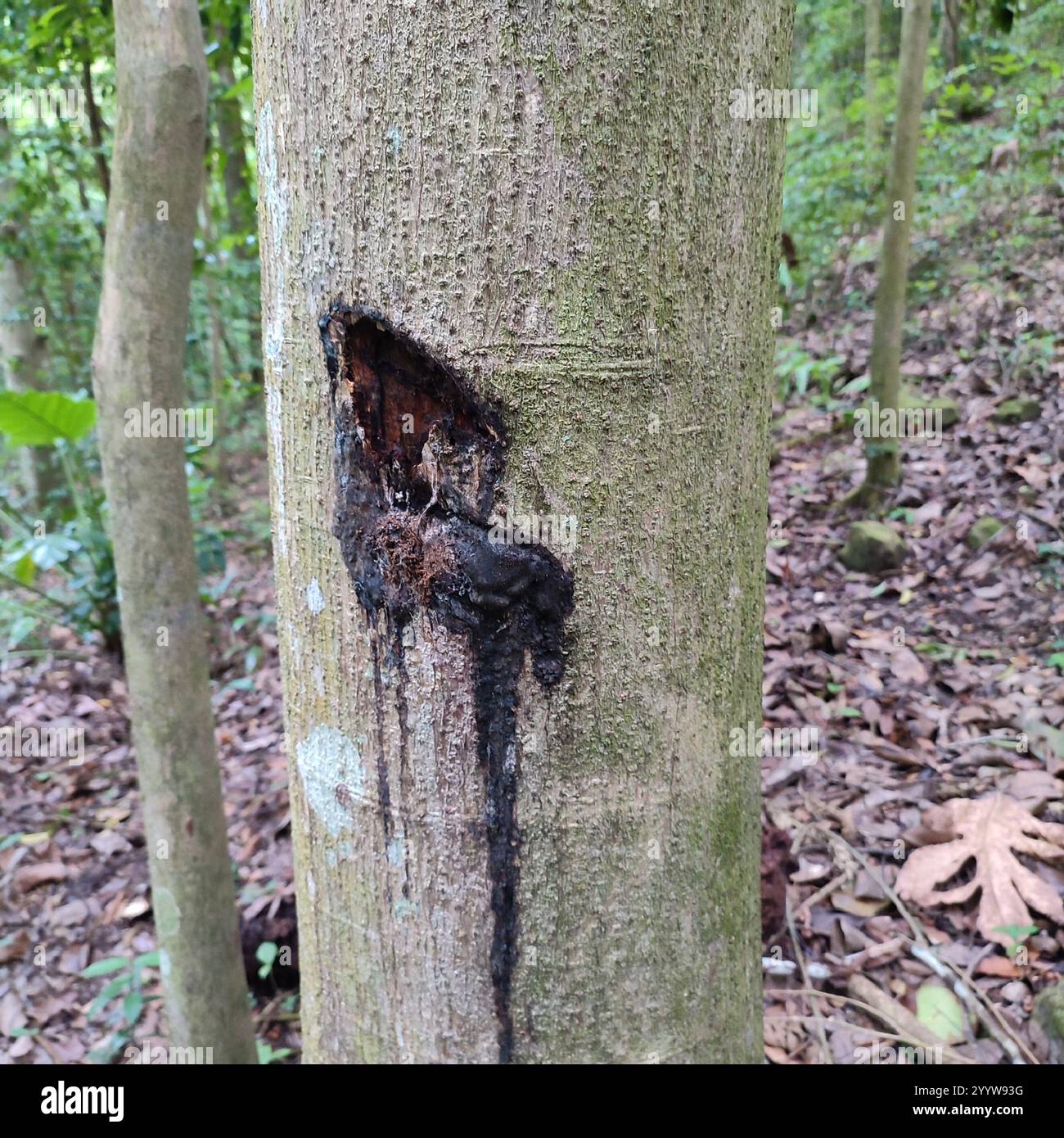 Panama rubber tree (Castilla elastica Stock Photo - Alamy