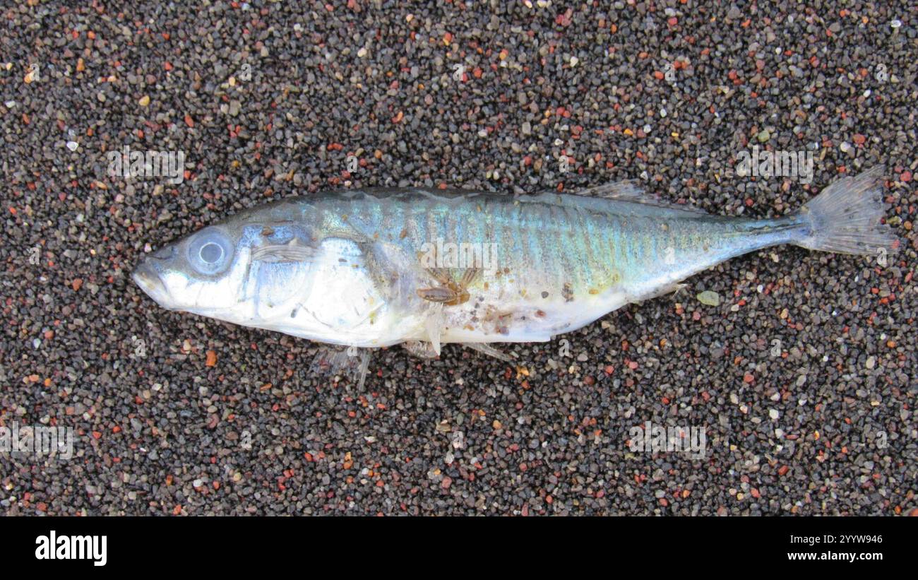 Threespine Stickleback (Gasterosteus aculeatus Stock Photo - Alamy