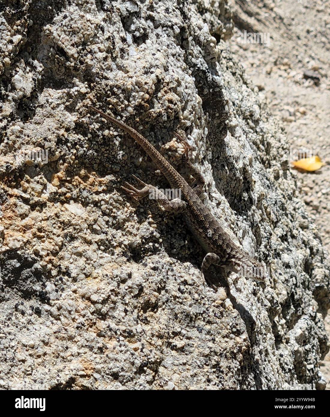 Southern Sagebrush Lizard (Sceloporus vandenburgianus Stock Photo - Alamy