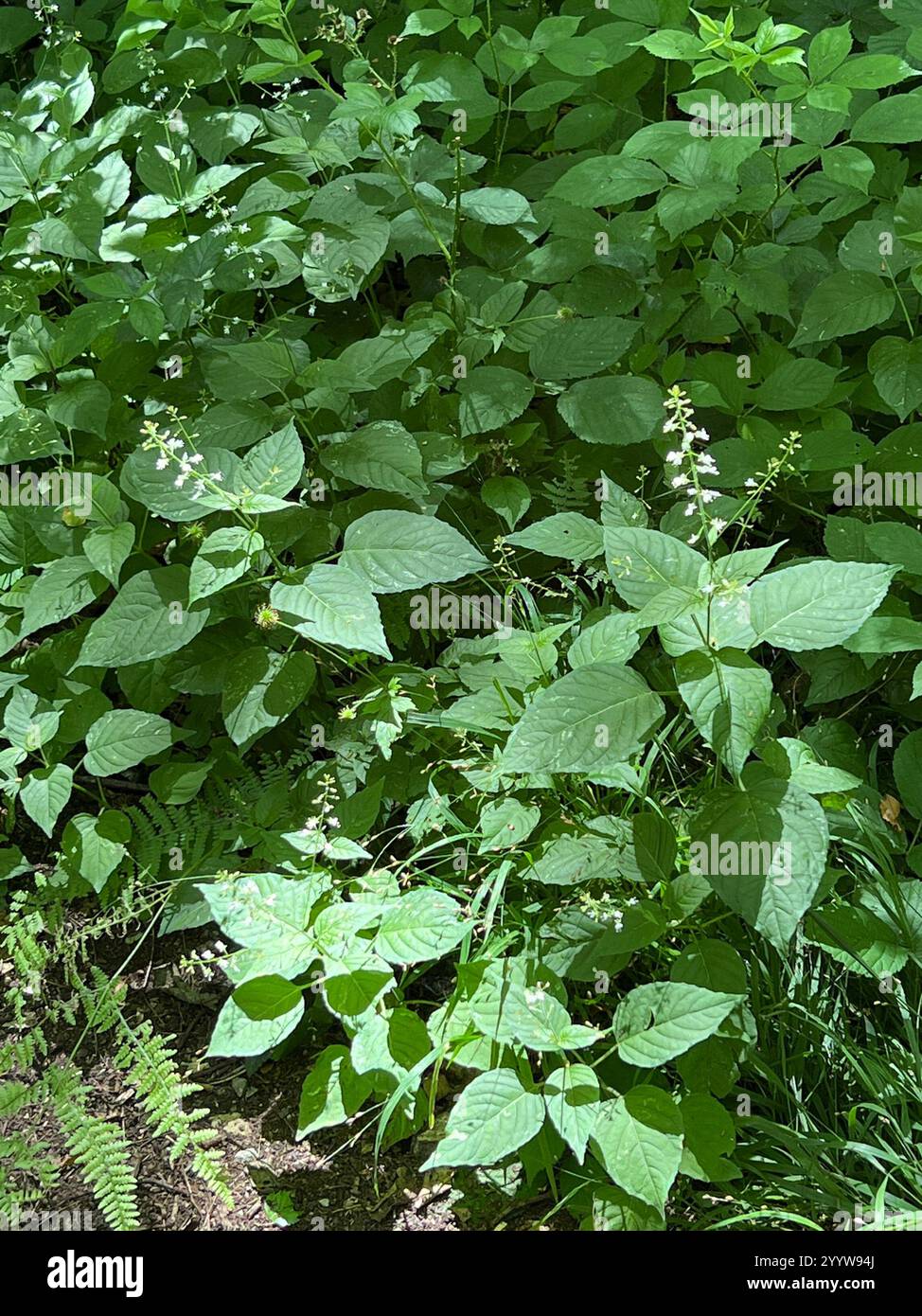 enchanter's-nightshade (Circaea lutetiana Stock Photo - Alamy