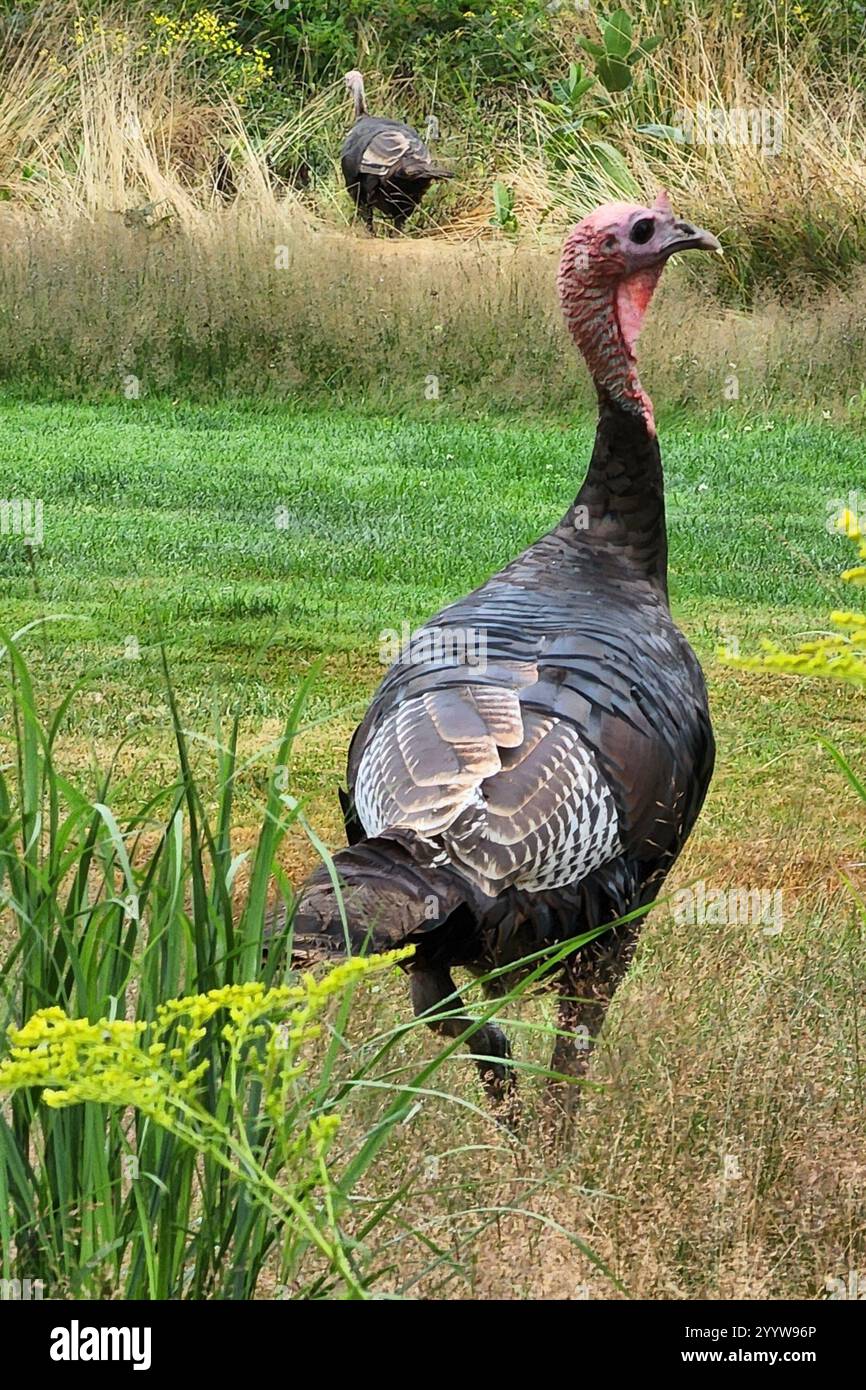 Wild Turkey (Meleagris gallopavo Stock Photo - Alamy