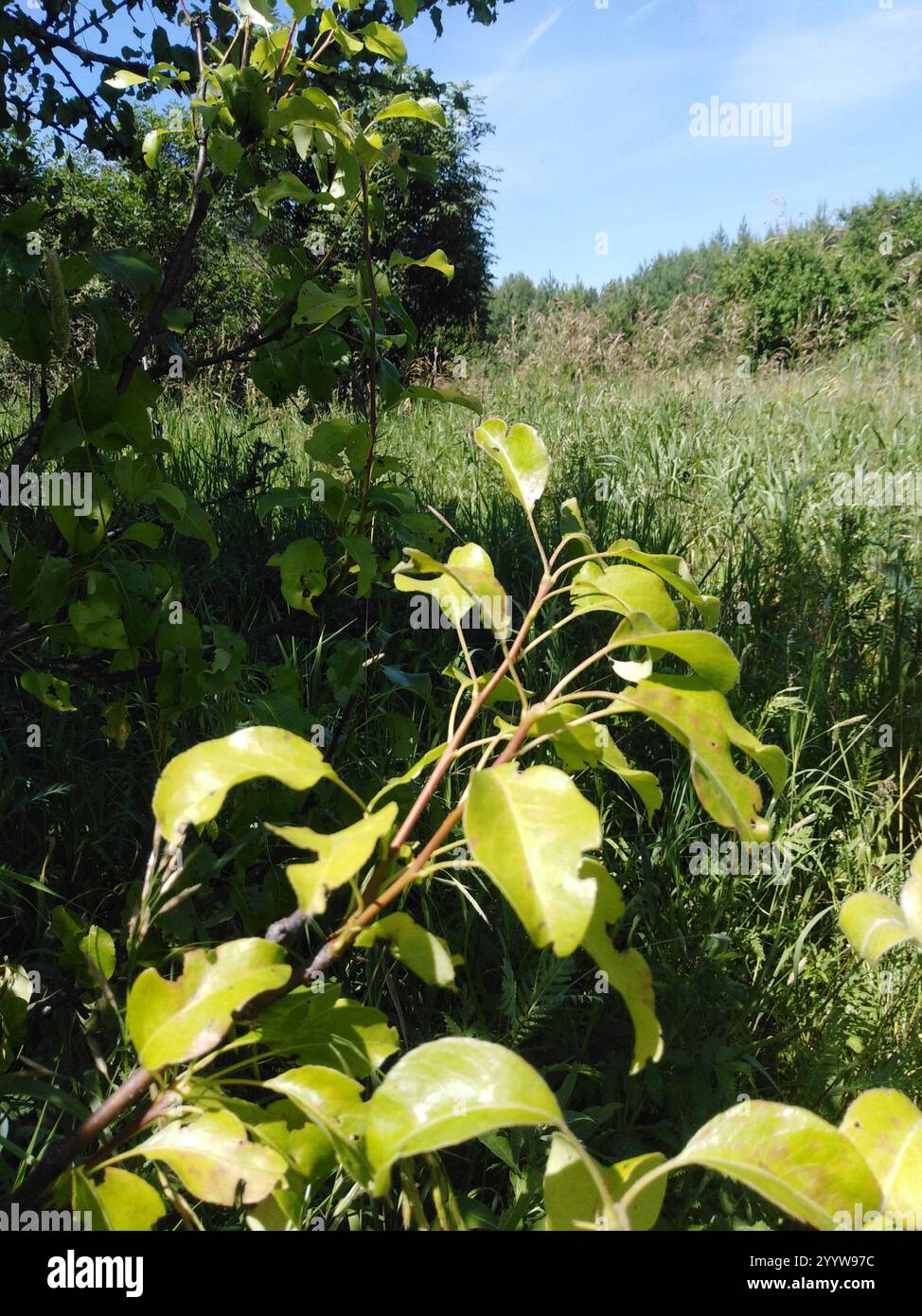 Wild Pear (Pyrus communis pyraster Stock Photo - Alamy